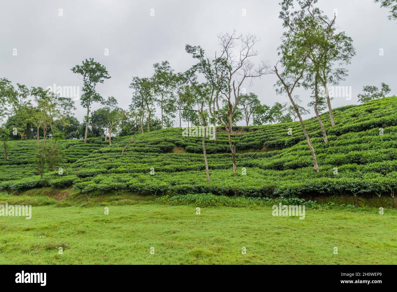 Tea gardens of bangladesh hi-res stock photography and images - Alamy