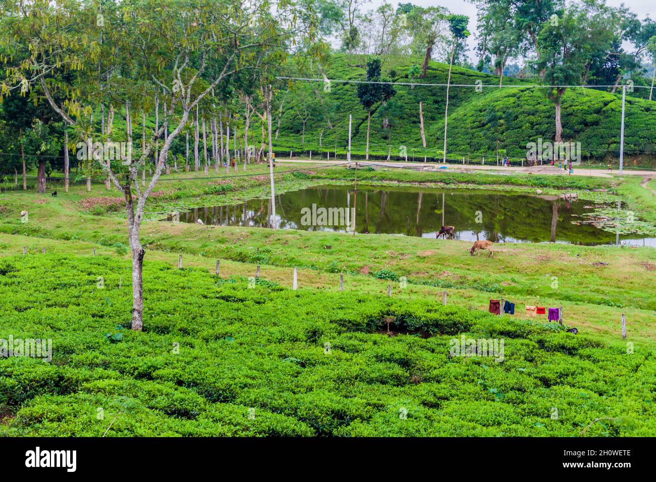 Small pond near Srimangal, Bangladesh Stock Photo - Alamy