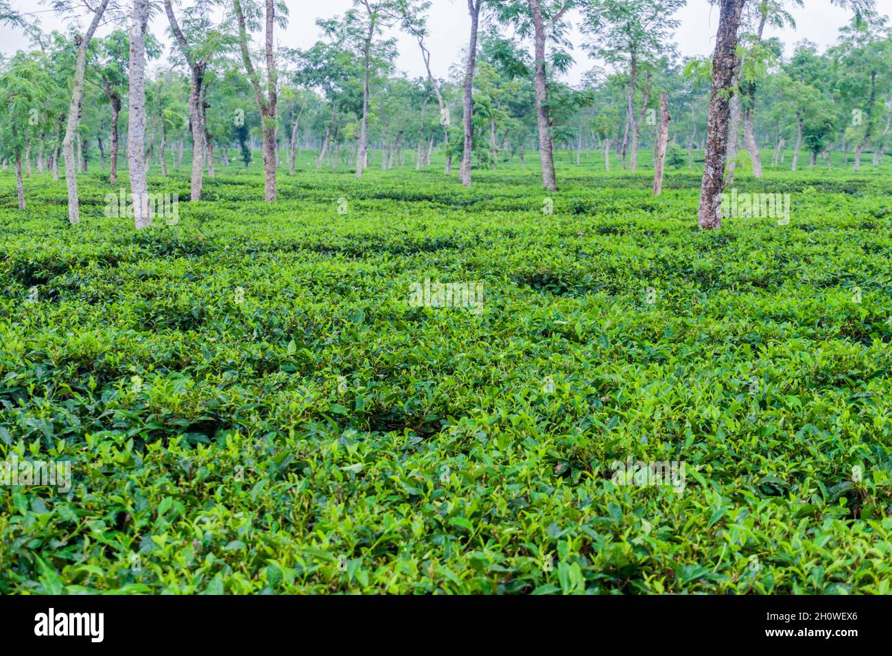 Mountain agriculture bangladesh hi-res stock photography and images - Alamy