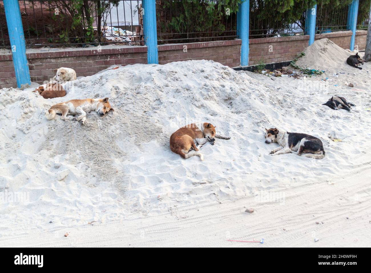 Stray dogs sleep on a heap of sand on a street in Rajshahi, Bangladesh ...