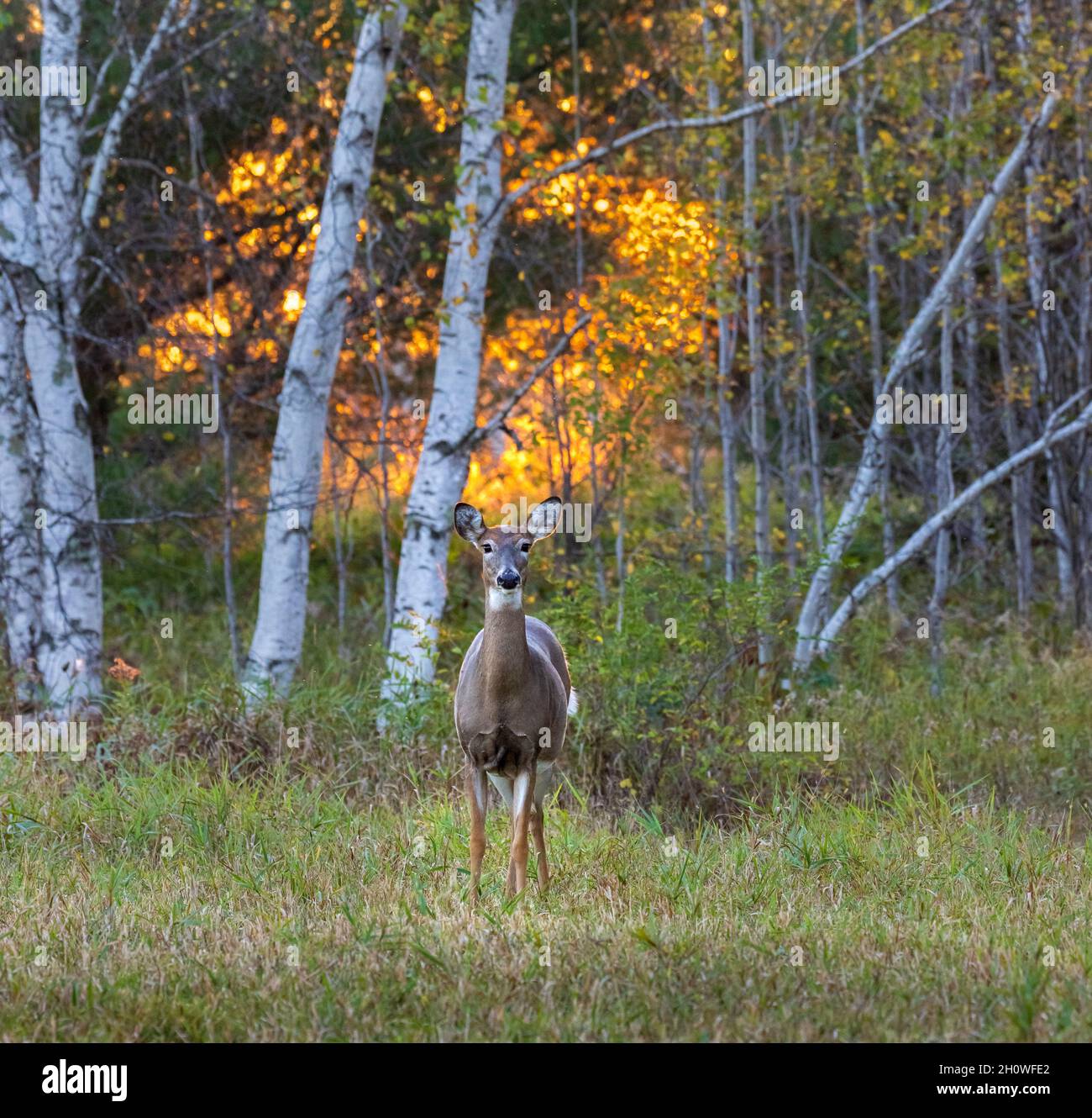 The sun setting behind a white-tailed doe in a northern Wisconsin field ...