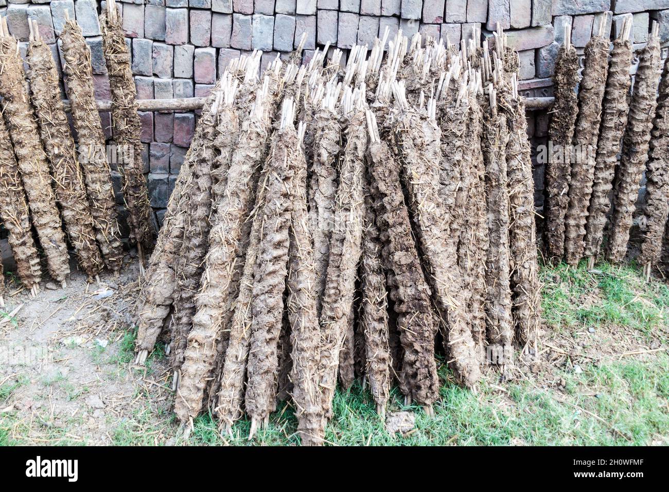 Cow manure on sticks drying in the sun in Bangladesh Stock Photo - Alamy