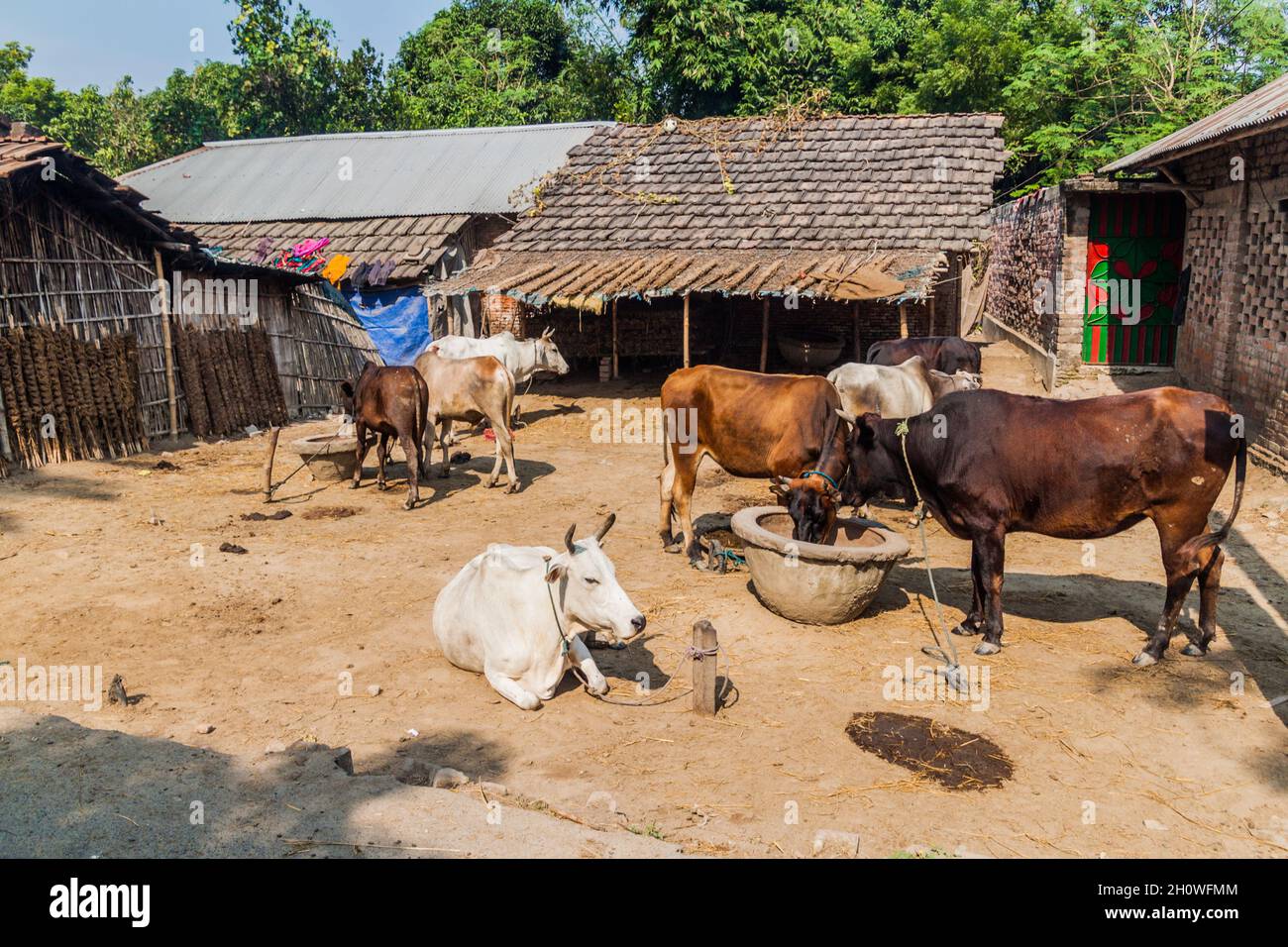 Cows in a village in Bangladesh Stock Photo - Alamy