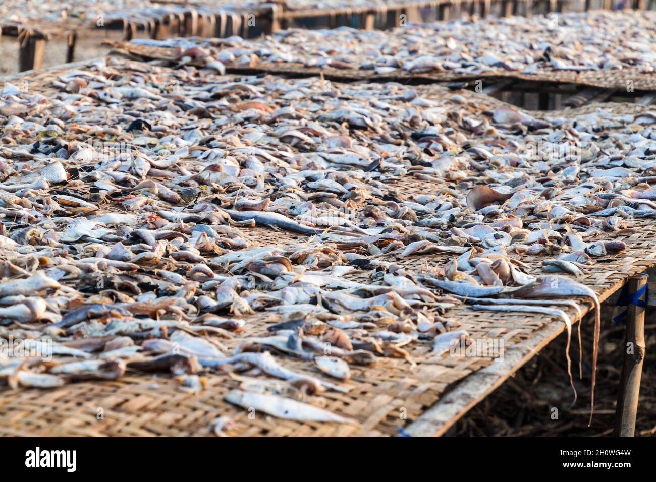Drying fish at Dublar Char Dubla island , Bangladesh Stock Photo - Alamy