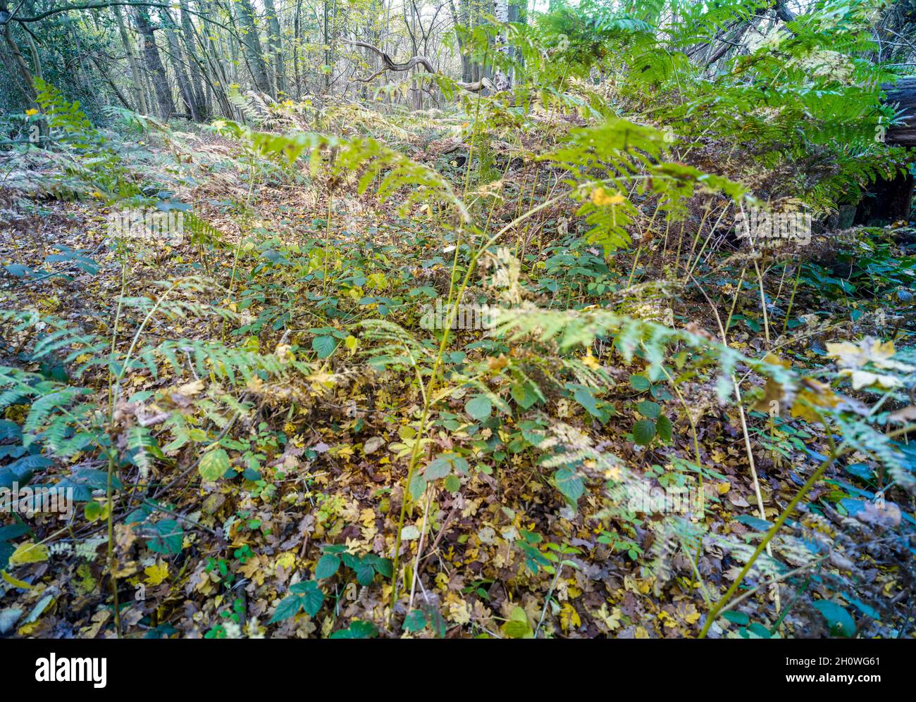 Calmative hi-res stock photography and images - Alamy