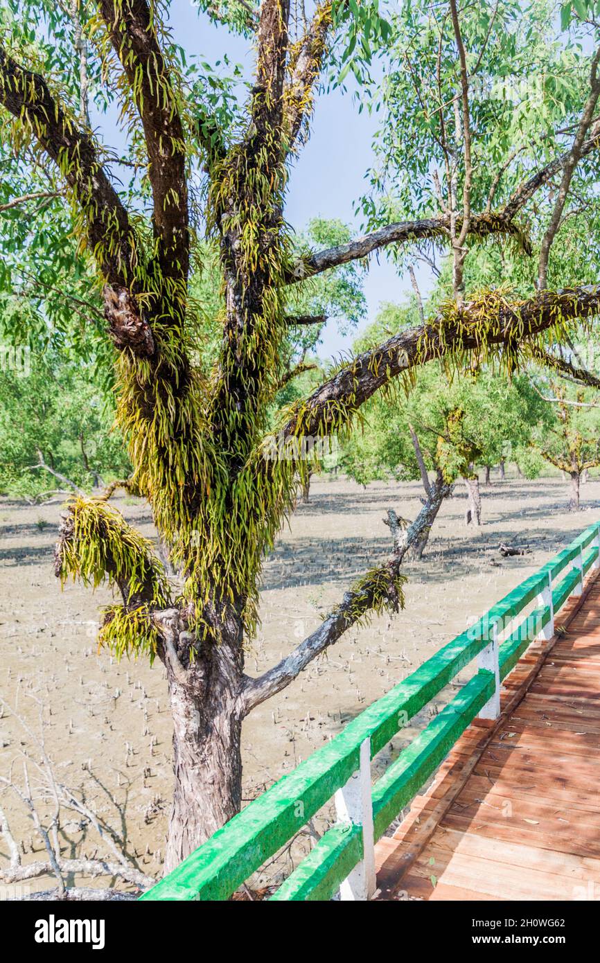 Boardwalk over a swampy mangrove forest at Hiron Point in Sundarbans ...