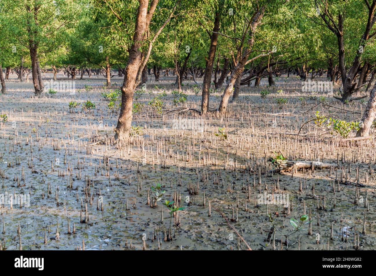 Mangrove forest in Sundarbans, Bangladesh Stock Photo - Alamy