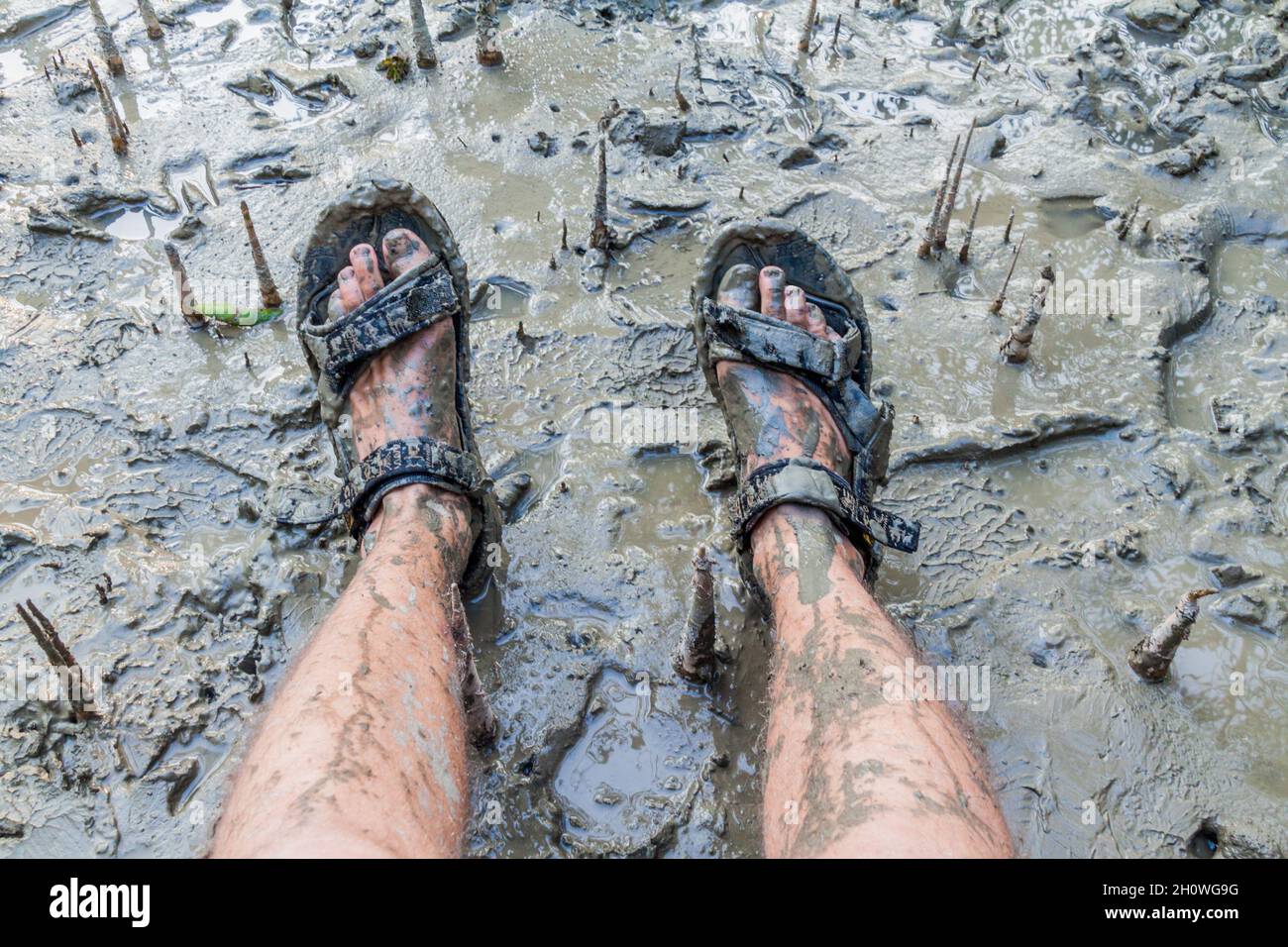 Feet in sandals in a muddy mangrove forest in Sundarbans, Bangladesh ...