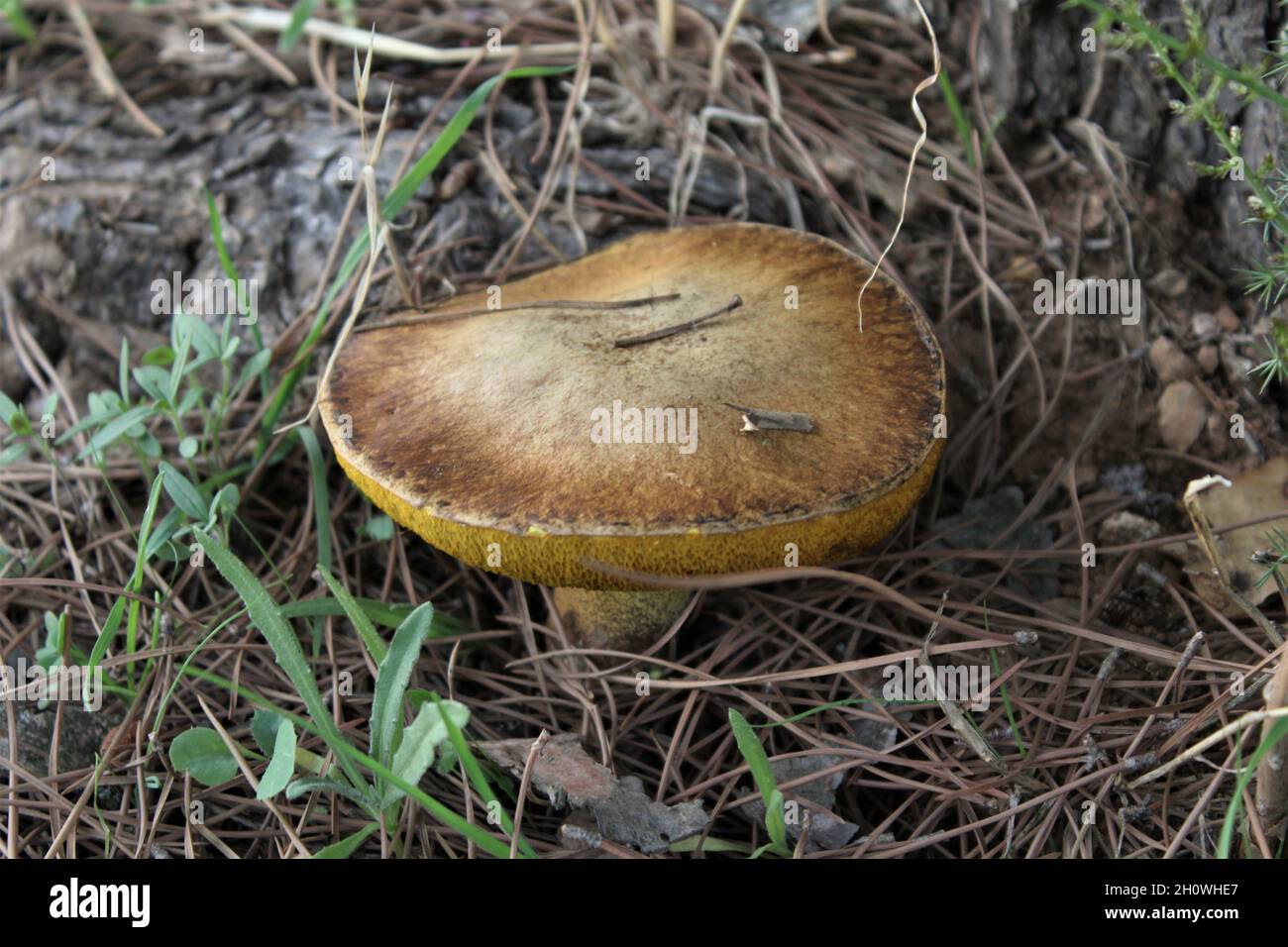 Closeup of a suillus bovinus growing in a forest in the daylight Stock ...