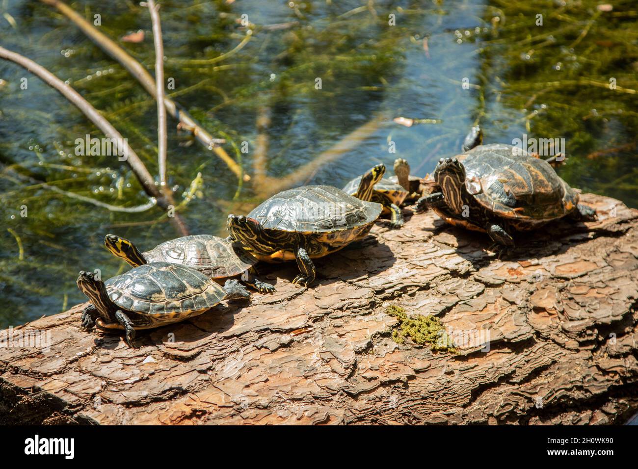 Turtles with the scientific name "Testudinata" taking sun at Lagoa Azul ...
