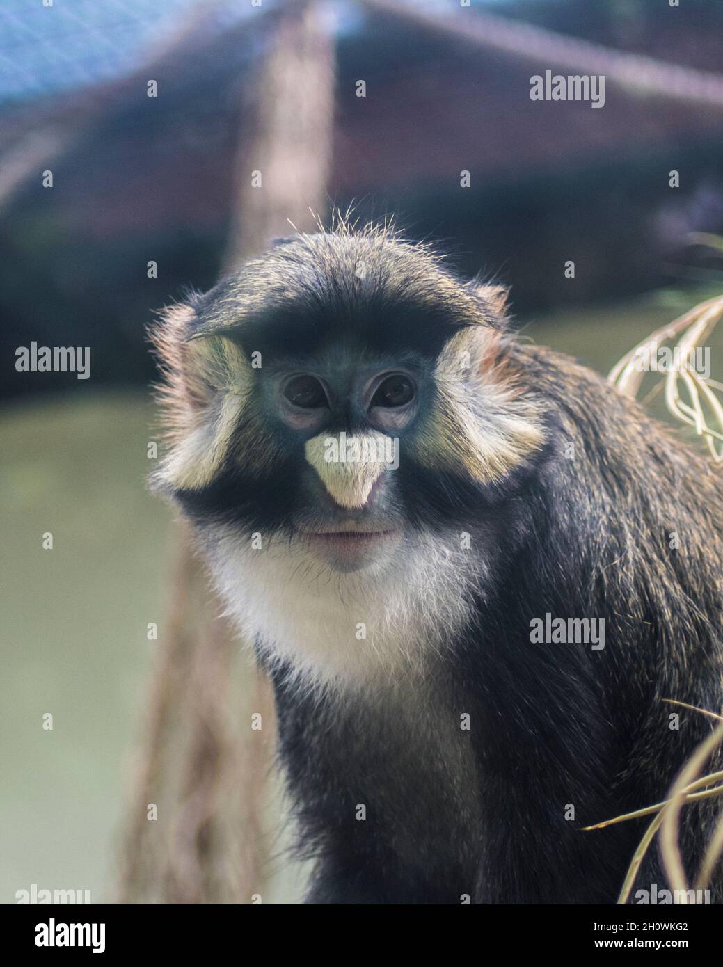 Portrait of red tailed monkey with the cientific name "Cercopithecus ...