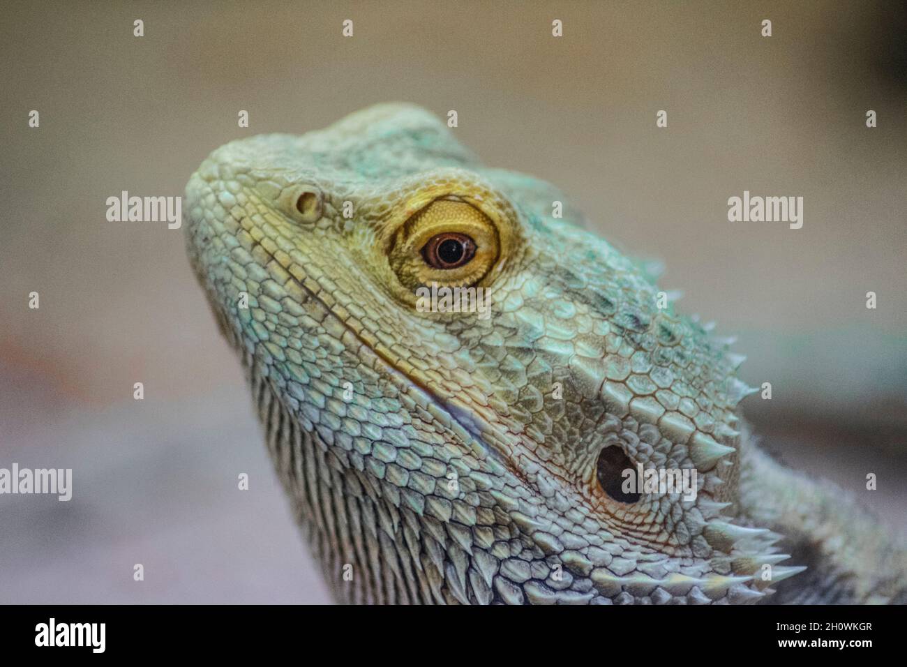Bearded water dragon hi-res stock photography and images - Alamy