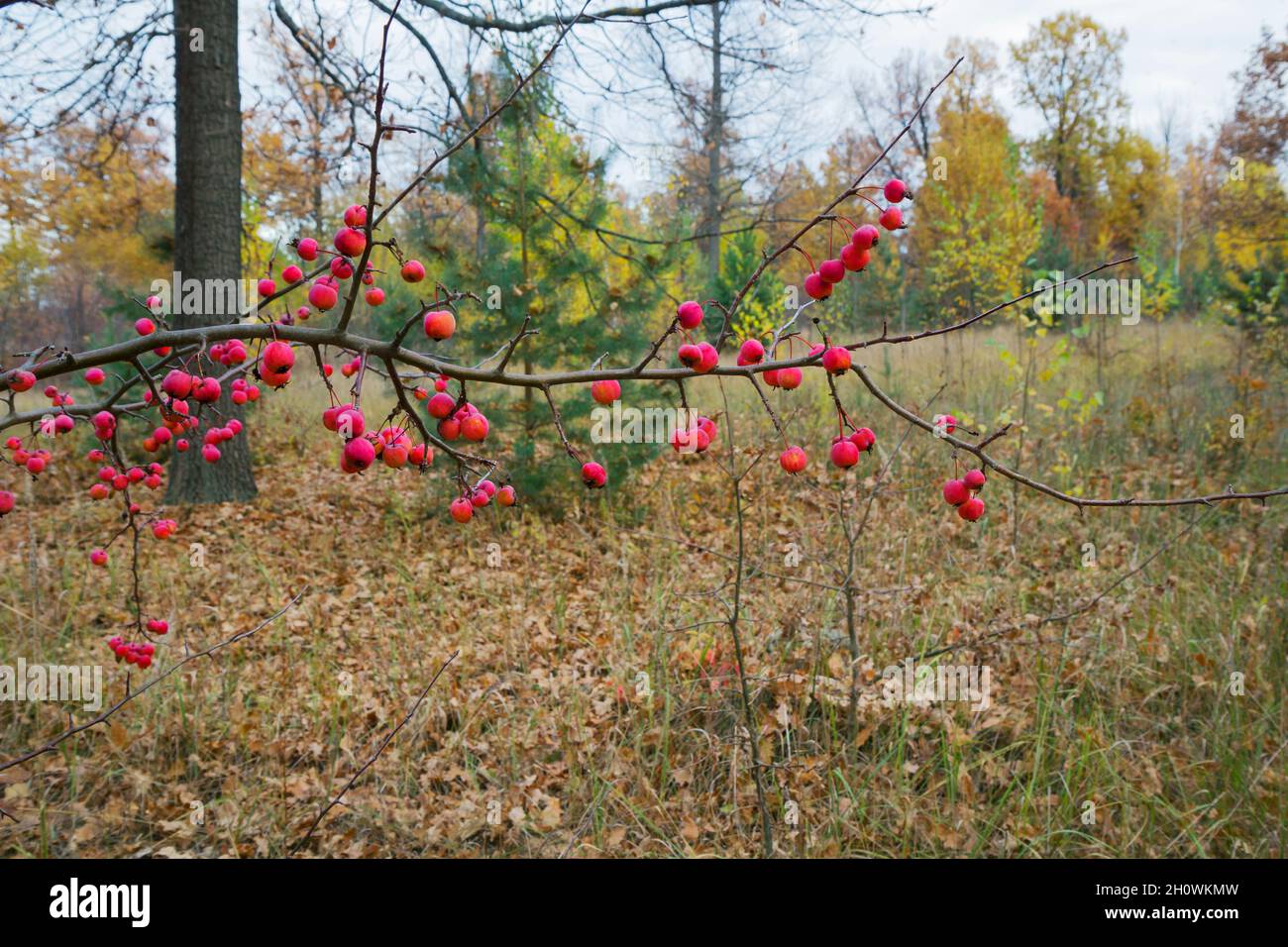 In the autumn forest, the fruits of a wild apple tree. October Stock ...