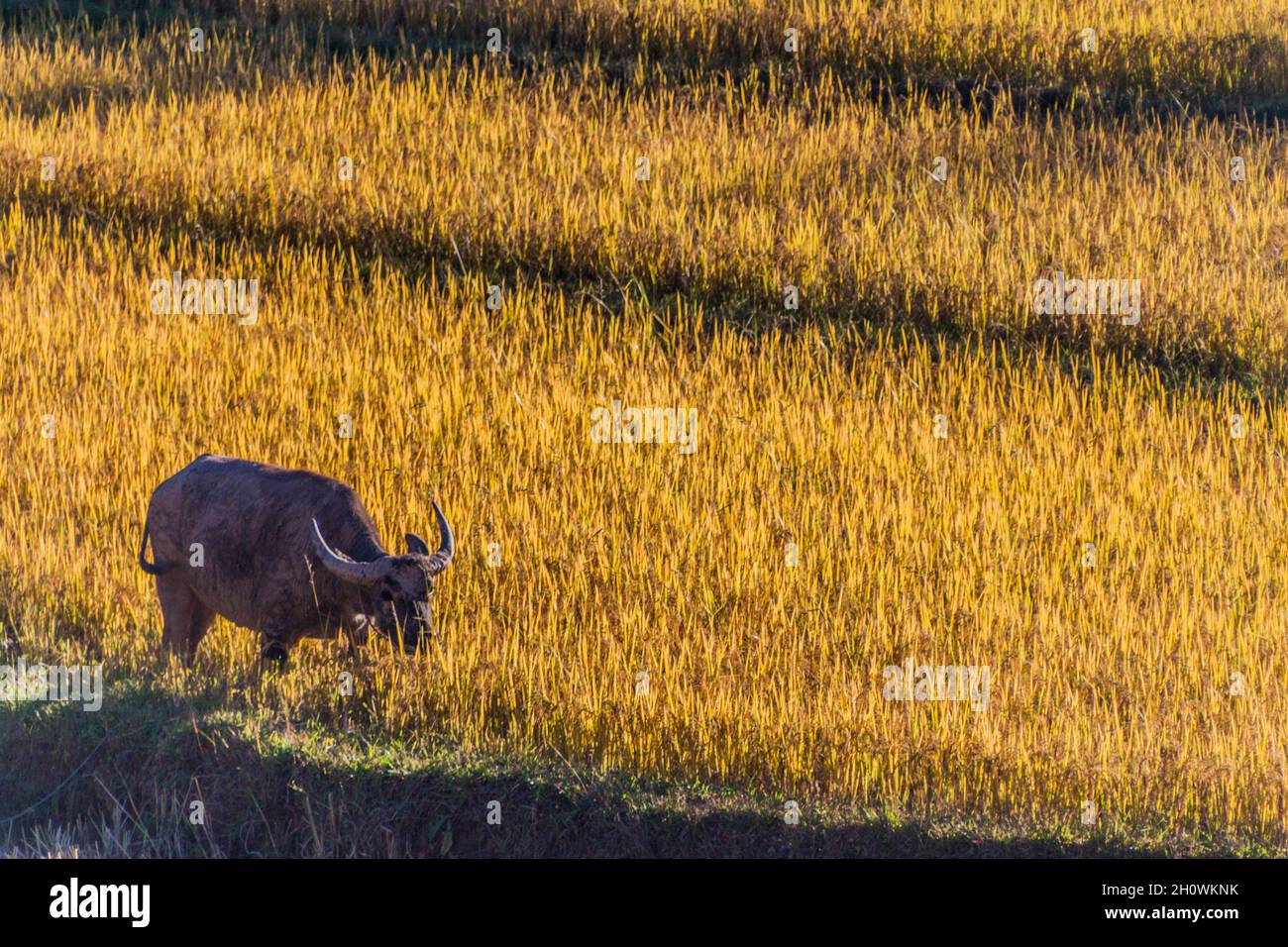 Buffalo in a ripe rice field near Kalaw, Myanmar Stock Photo - Alamy