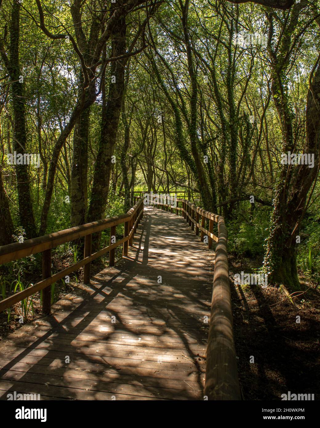 Path in middle fall hi-res stock photography and images - Alamy