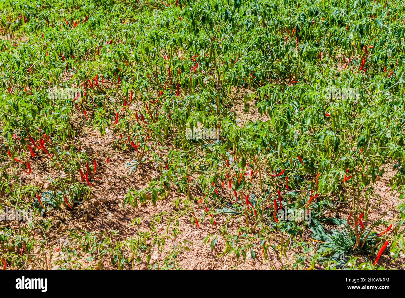 Pepper field hi-res stock photography and images - Alamy