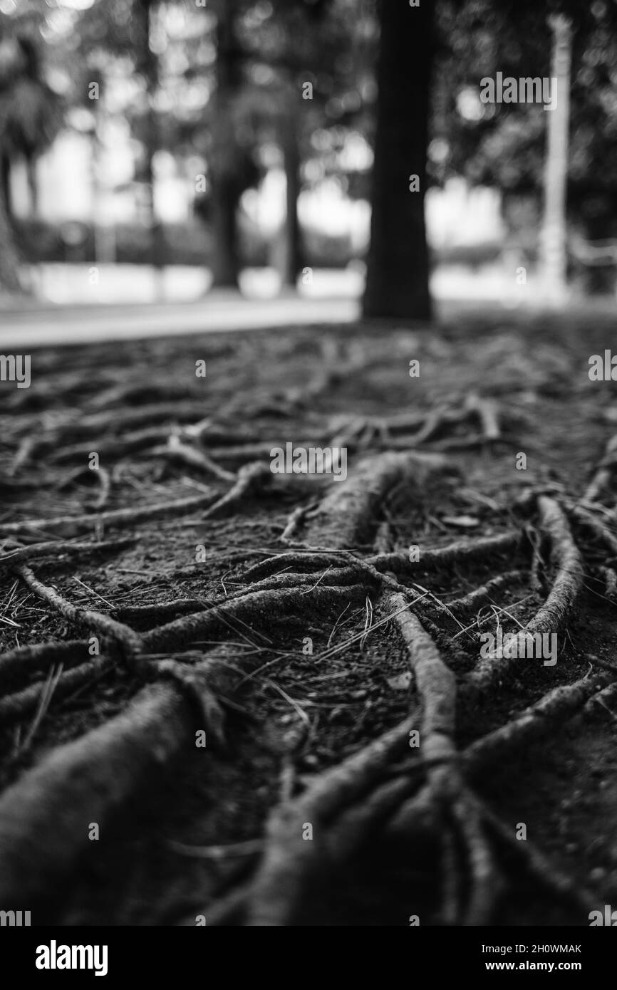 Vertical grayscale shot of tree roots on th ground Stock Photo - Alamy