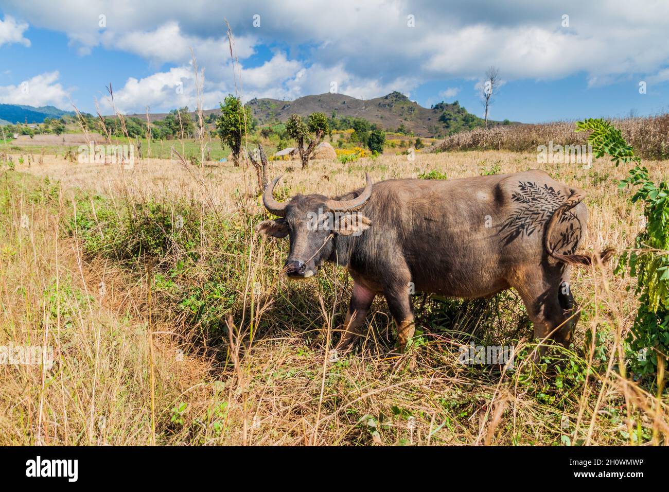 Buffalo in the field hi-res stock photography and images - Alamy