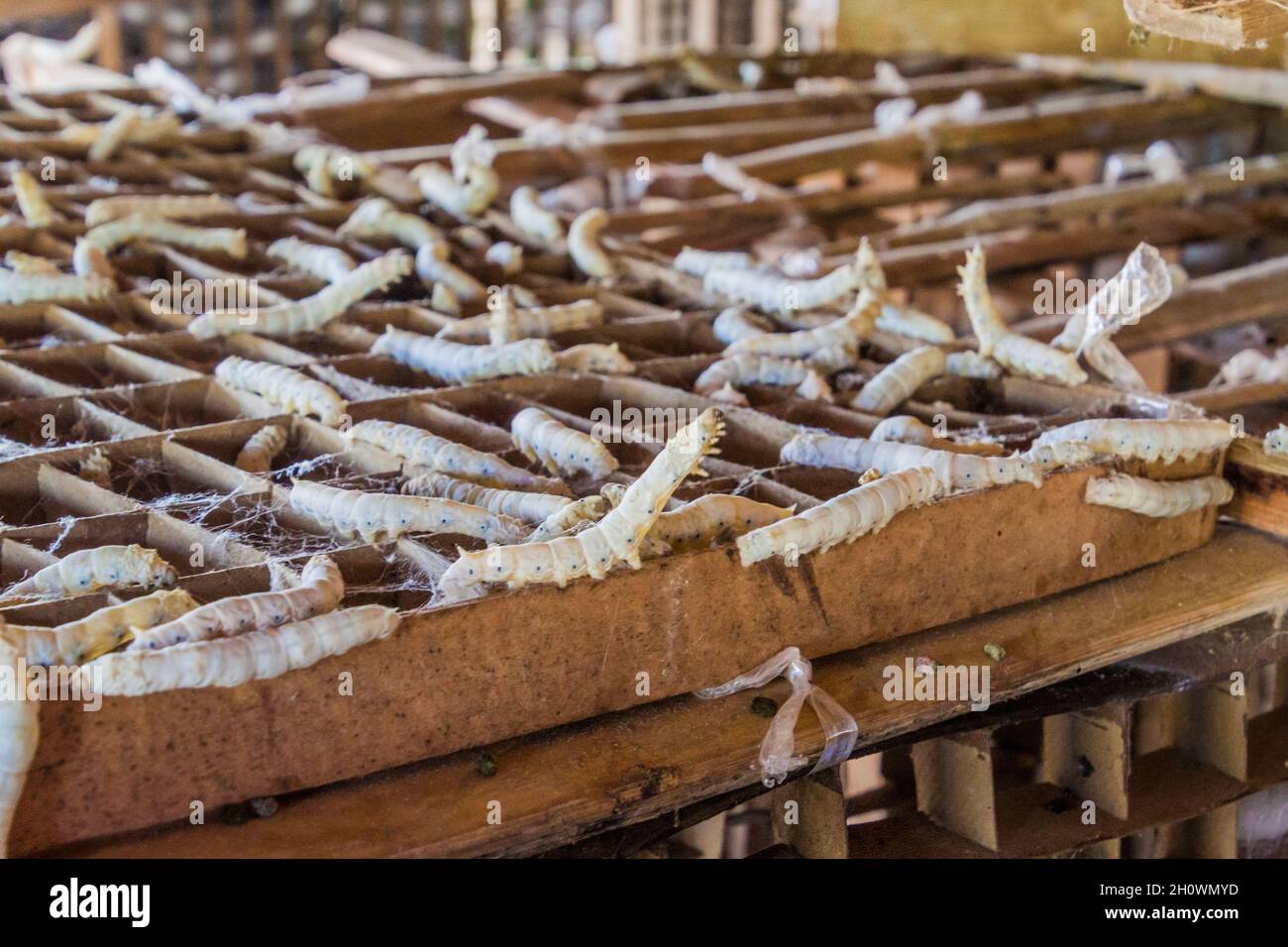 Silkworm farm hi-res stock photography and images - Alamy