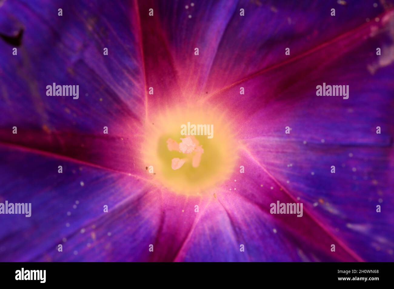 Close up of a morning glory flower hi-res stock photography and images ...