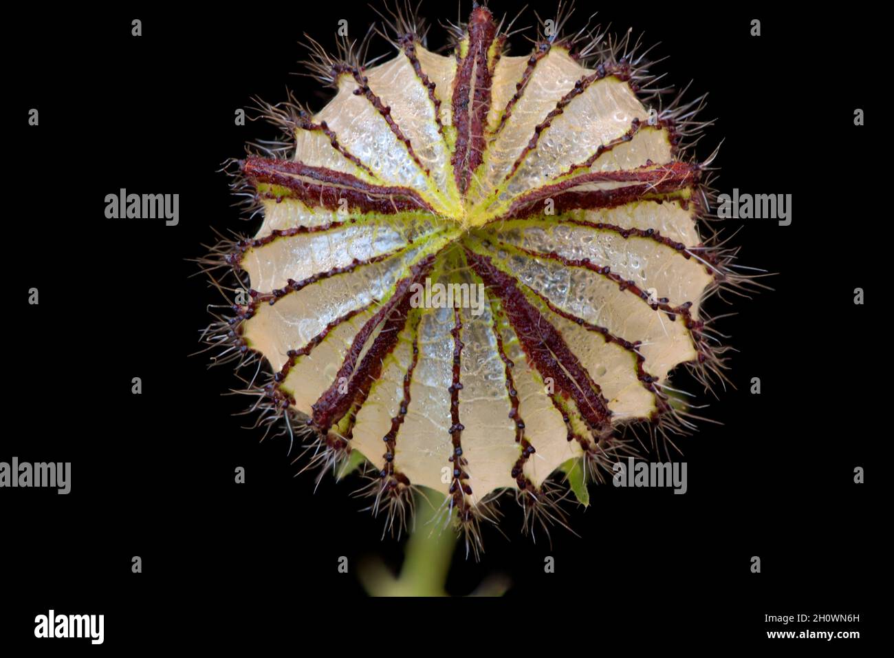 Chinese lantern seed pod hi-res stock photography and images - Alamy
