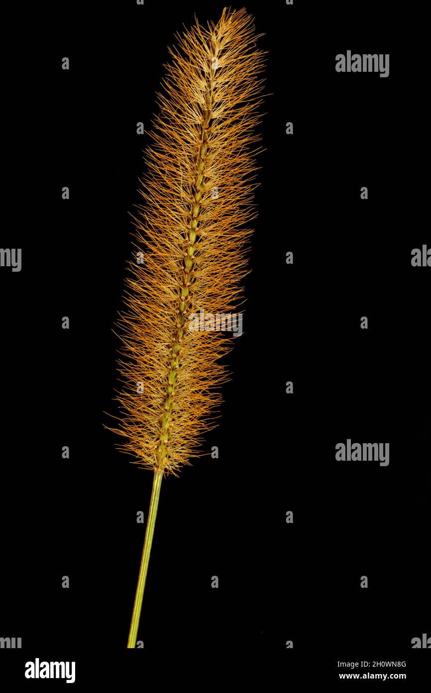 Close up of a single golden foxtail grass seed head on a black ...