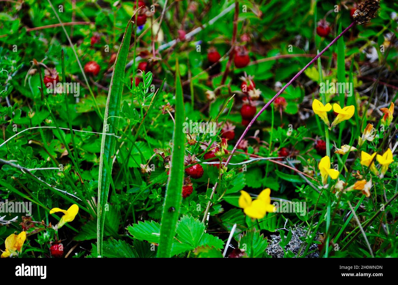 Wild strawberries on island in Fjällbacka archipelago on the western ...