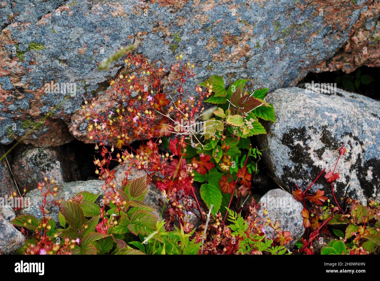 Vegetation on an island in Fjällbacka archipelago on the western coastline of Sweden Stock Photo ...