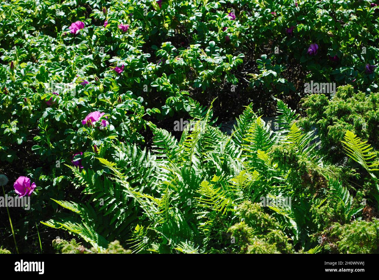 Coastal wild roses hi-res stock photography and images - Alamy