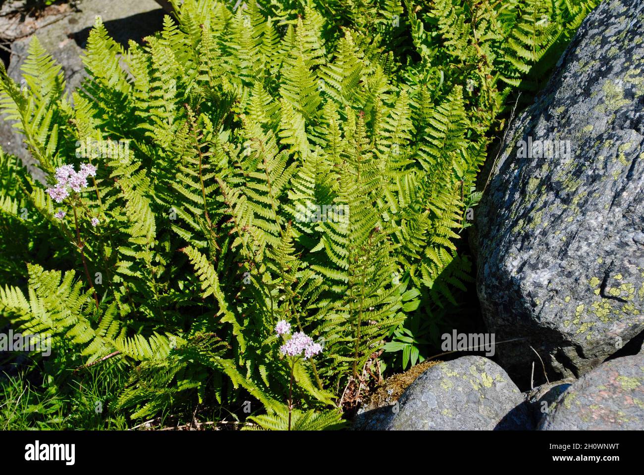 Fern growing between rocks on an island in Fjällbacka archipelago on ...