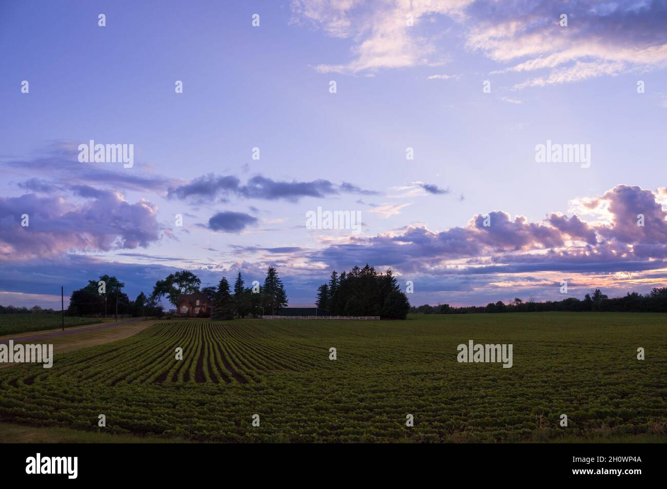 Old yellow crops hi-res stock photography and images - Alamy
