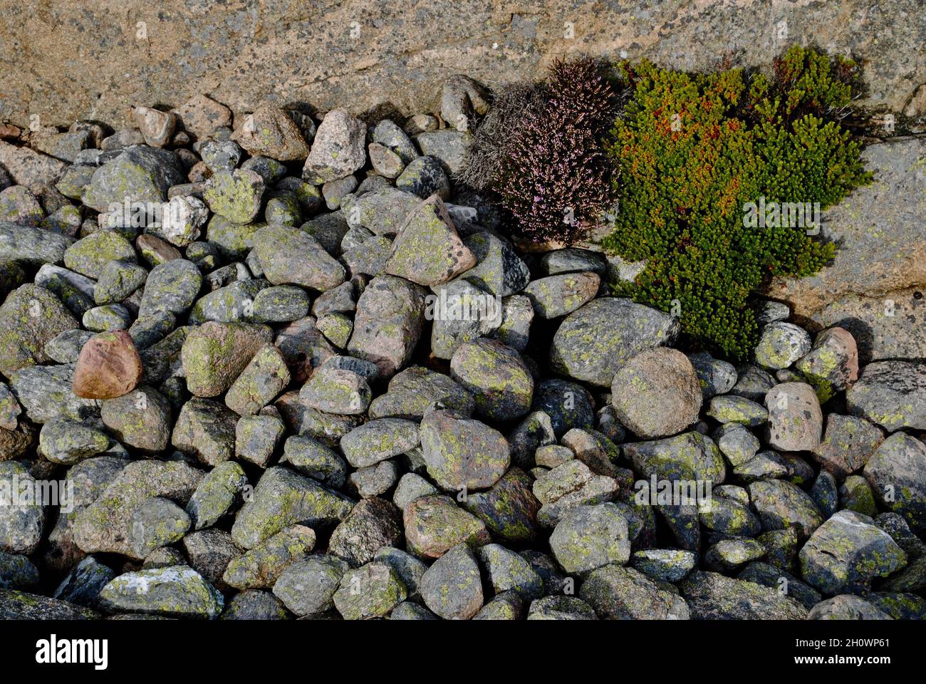 Rock formations on an island in Fjällbacka archipelago on the western coastline on Sweden Stock ...