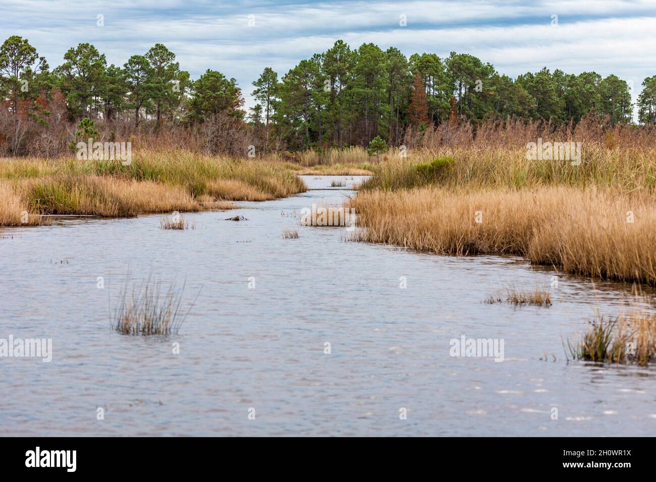 Ms marsh hi-res stock photography and images - Alamy