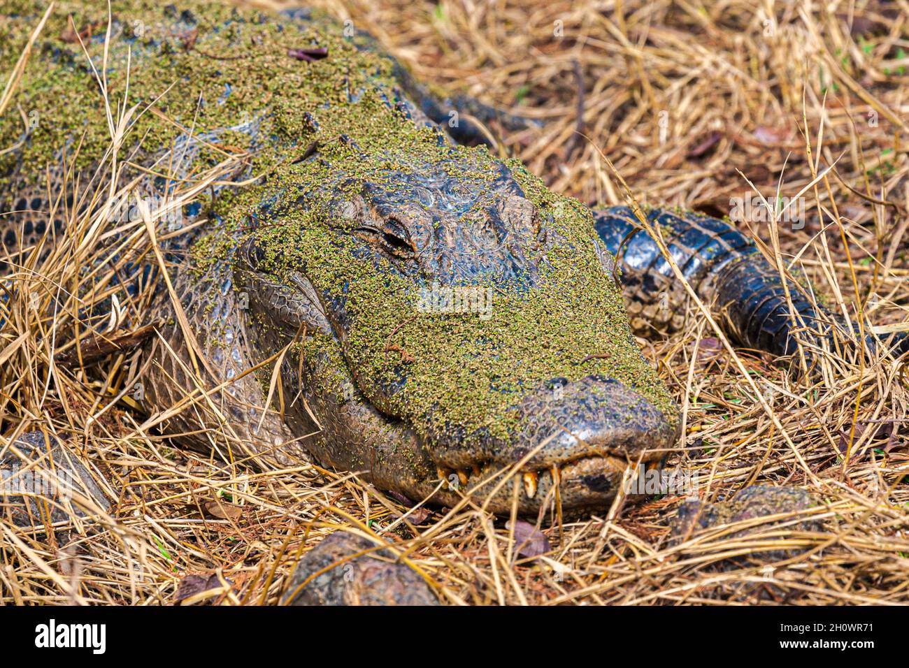 Alligator head hi-res stock photography and images - Alamy