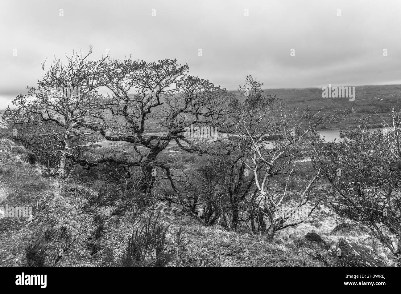 Ladies View Killarney National Park Kerry, Ireland Stock Photo - Alamy