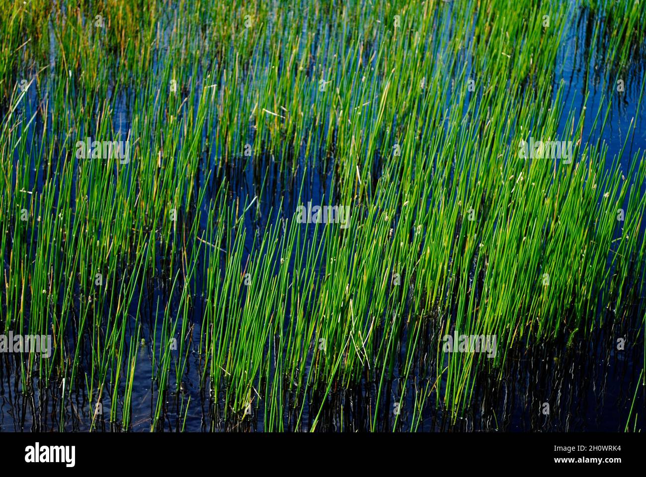 Grass growing in pond on island in Fjällbacka archipelago on the ...