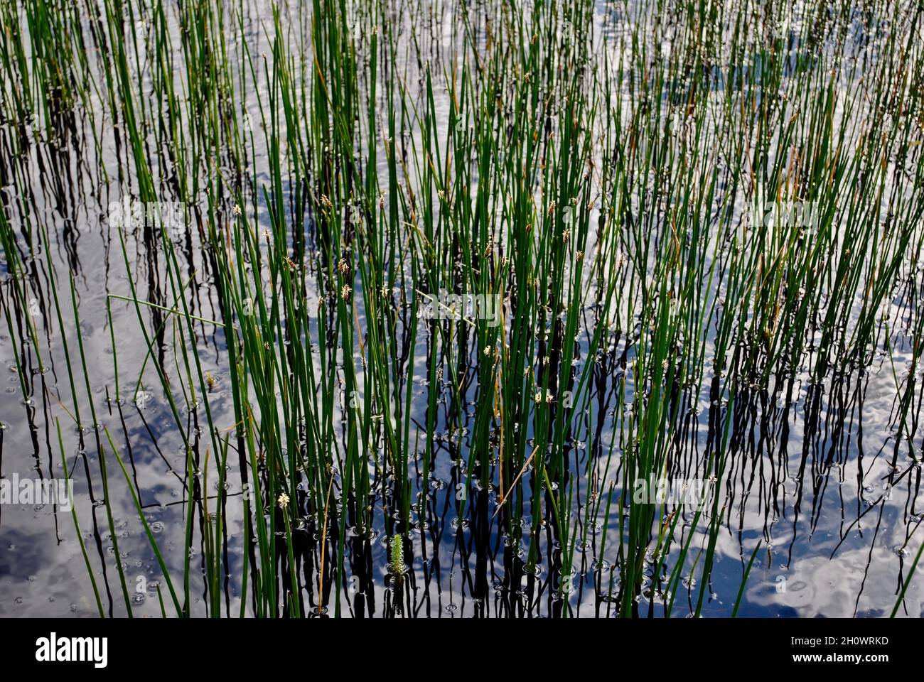 Grass growing in pond on island in Fjällbacka archipelago on the ...