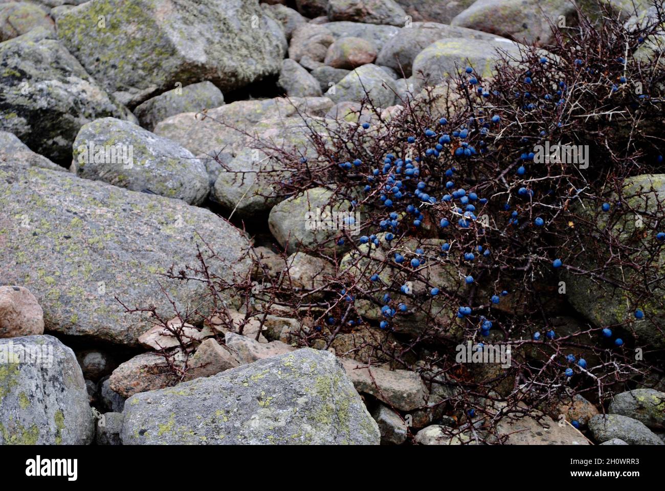 Late autumn vegetation on an island in Fjällbacka archipelago outside ...