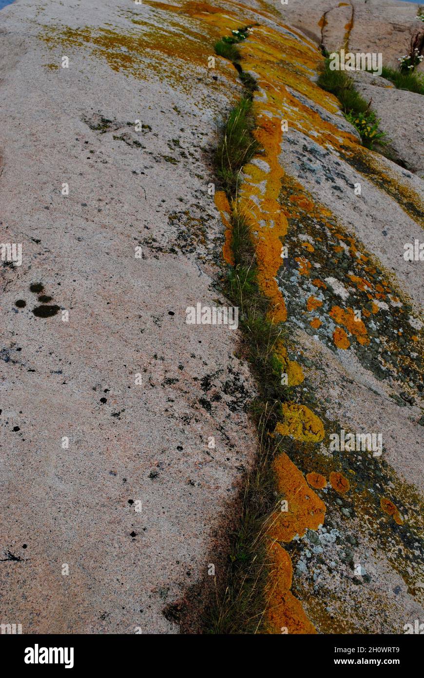 Yellow moss on rock formations on an island in Fjällbacka archipelago ...