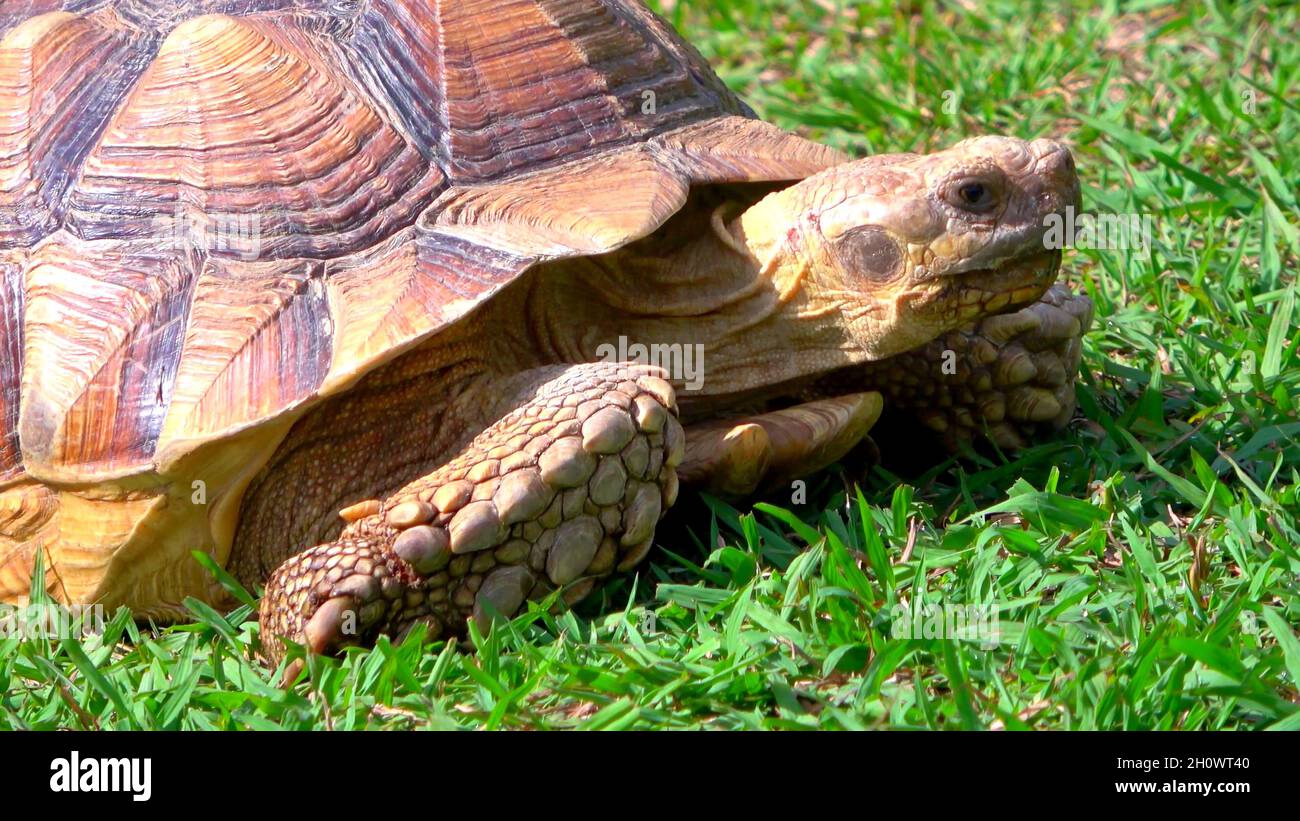 Cute turtle cartoon hi-res stock photography and images - Alamy