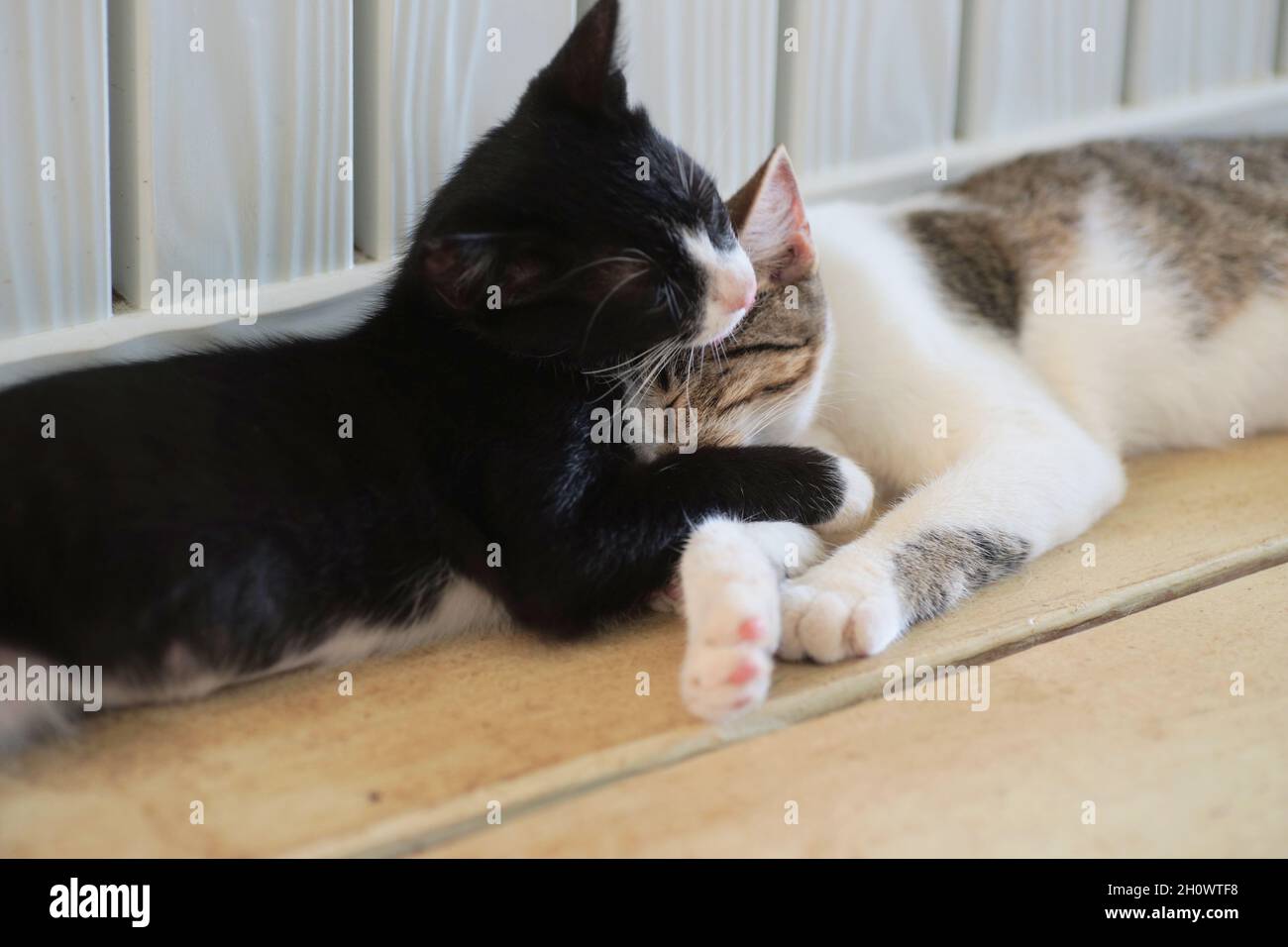 Friends comforting each other hi-res stock photography and images - Alamy