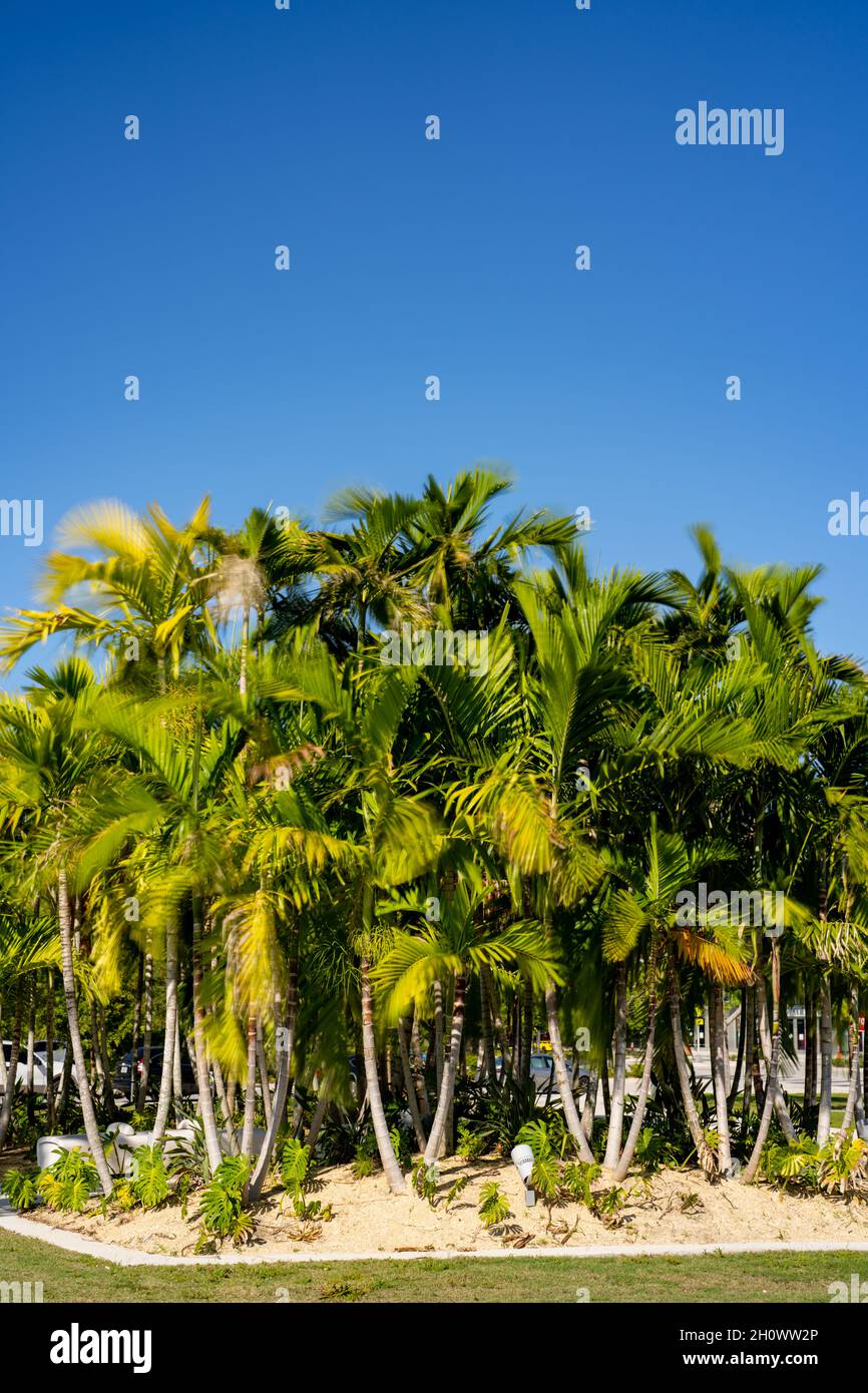 Slight motion blur hi-res stock photography and images - Alamy