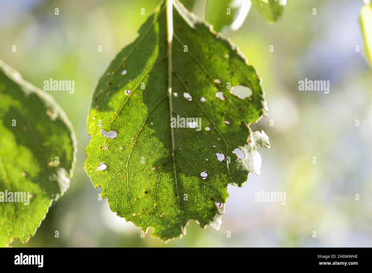 Aphids damaged leaf by pests and diseases. Aphidoidea colony damages ...