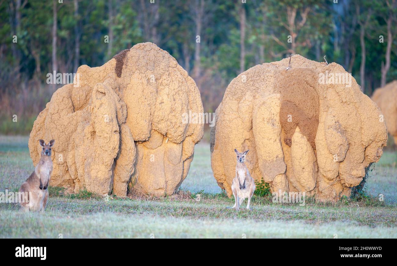 Kangaroos and giant termite ant mounds ,North Queensland, Australia ...