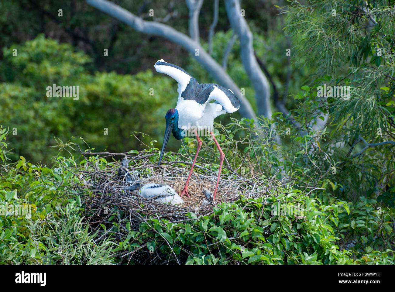 Stork Nest Australia