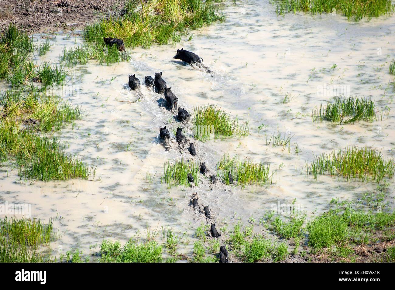 wild feral pigs near the gulf of carpentaria North Queensland ...