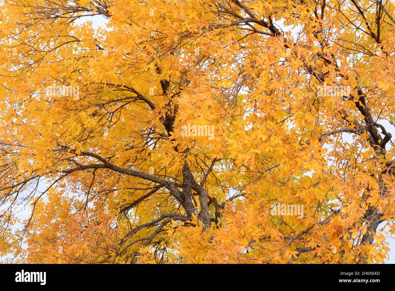 Golden autumn leaves of ash tree on overcast rainy day Stock Photo - Alamy