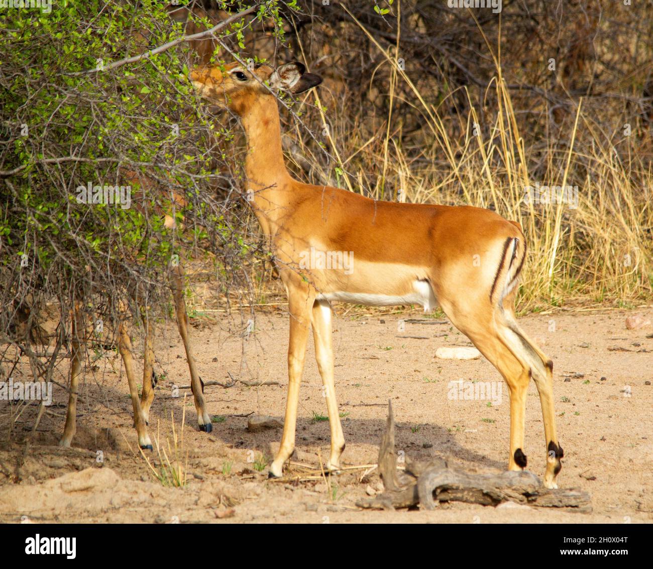 A young impala ewe isolated in the African wild Stock Photo - Alamy