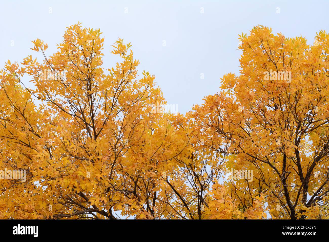 Golden autumn leaves of ash trees Stock Photo - Alamy