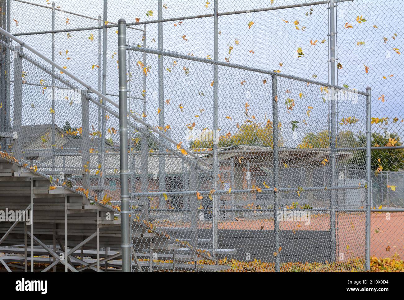 Fall golden autumn leaves blown against chain link fence of baseball ...